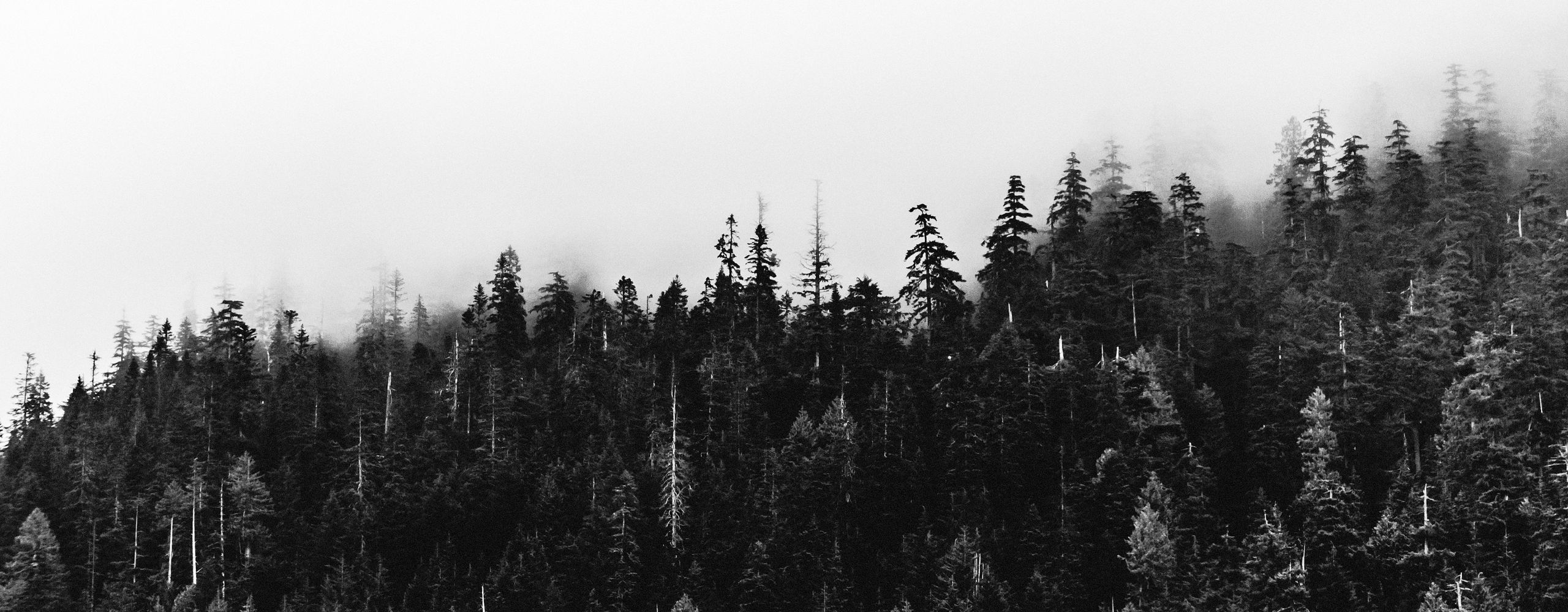 How Are Washingtonians Feeling Going Into 2024? - DHM Research